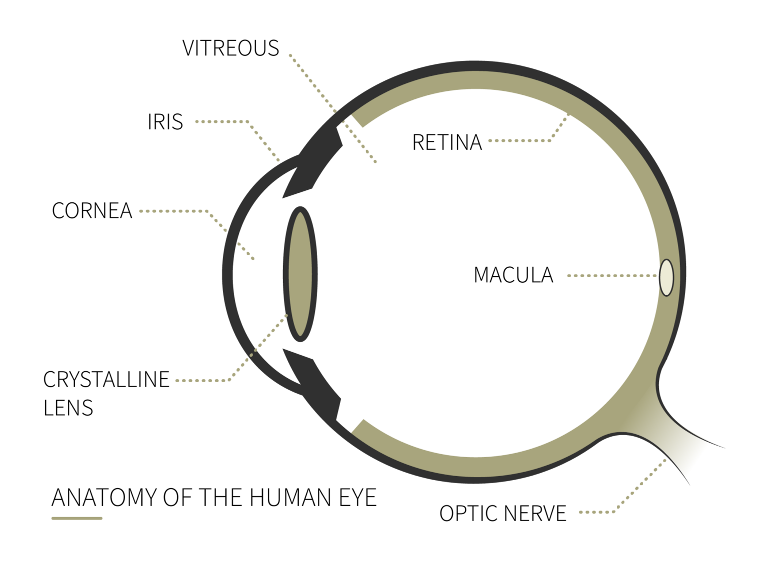 RETINAL TEAR | Early diagnosis and treatment -Clínica Rahhal